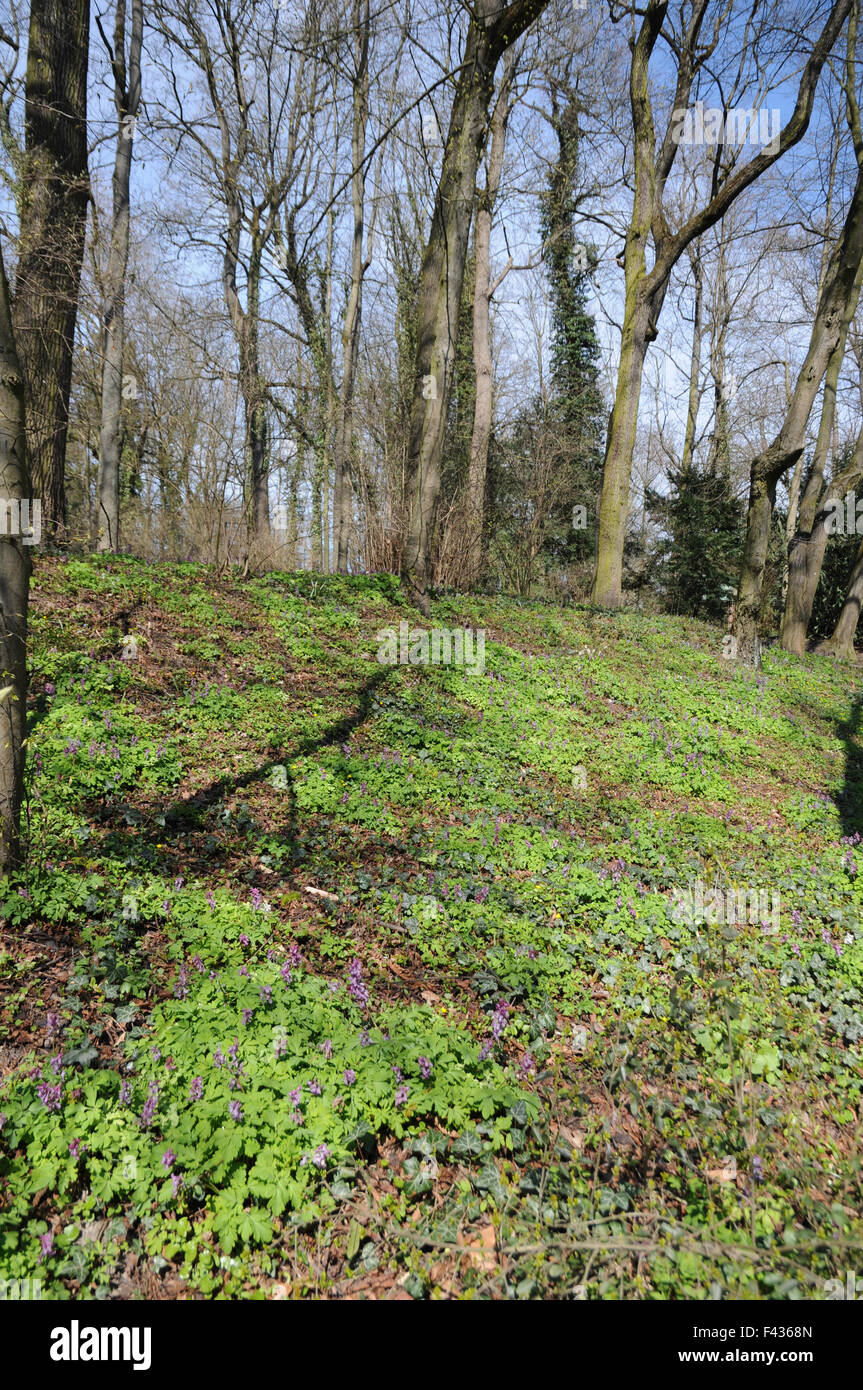 Hollowroots hi-res stock photography and images - Alamy