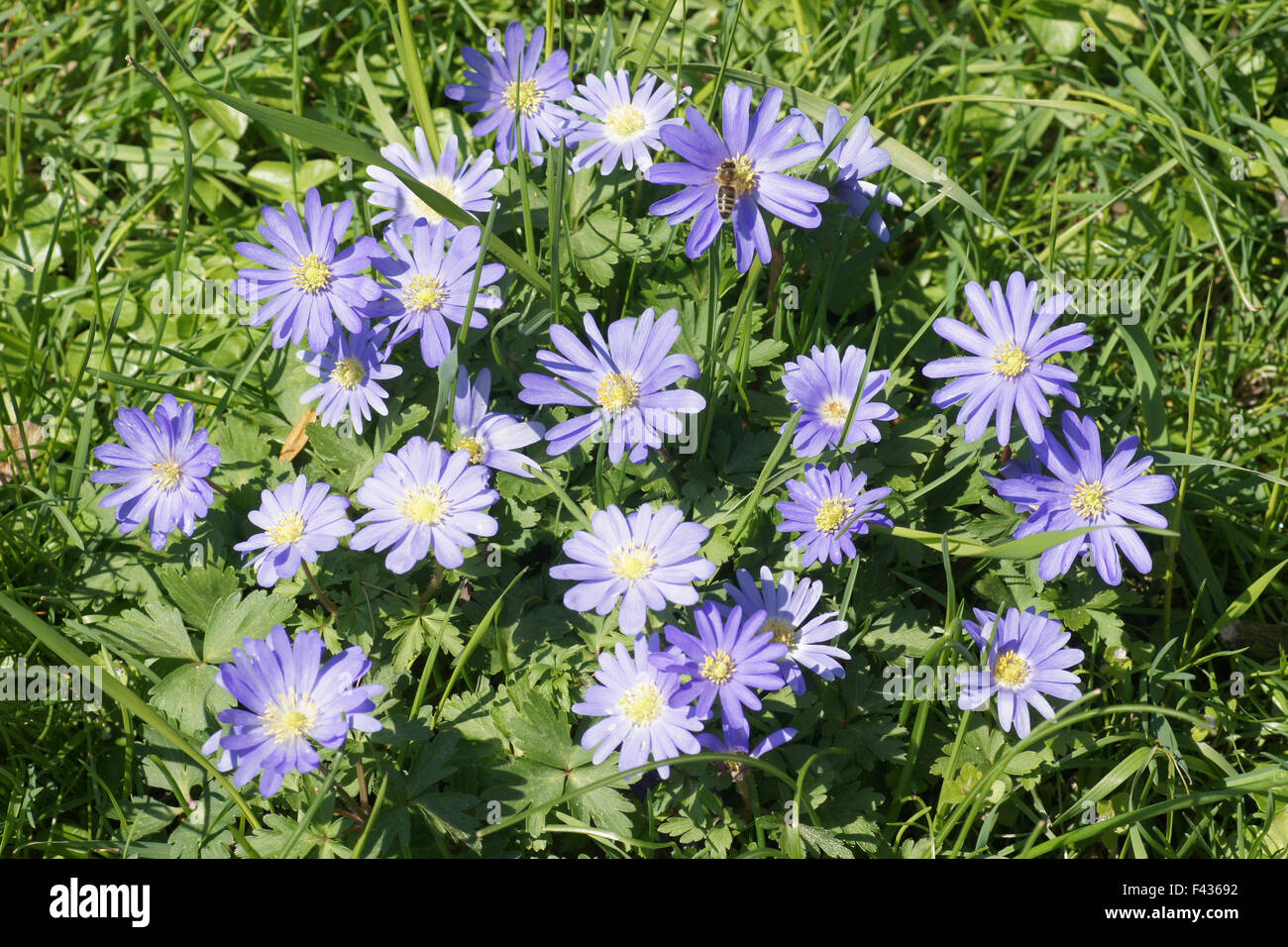 Greek windflowers hi-res stock photography and images - Alamy