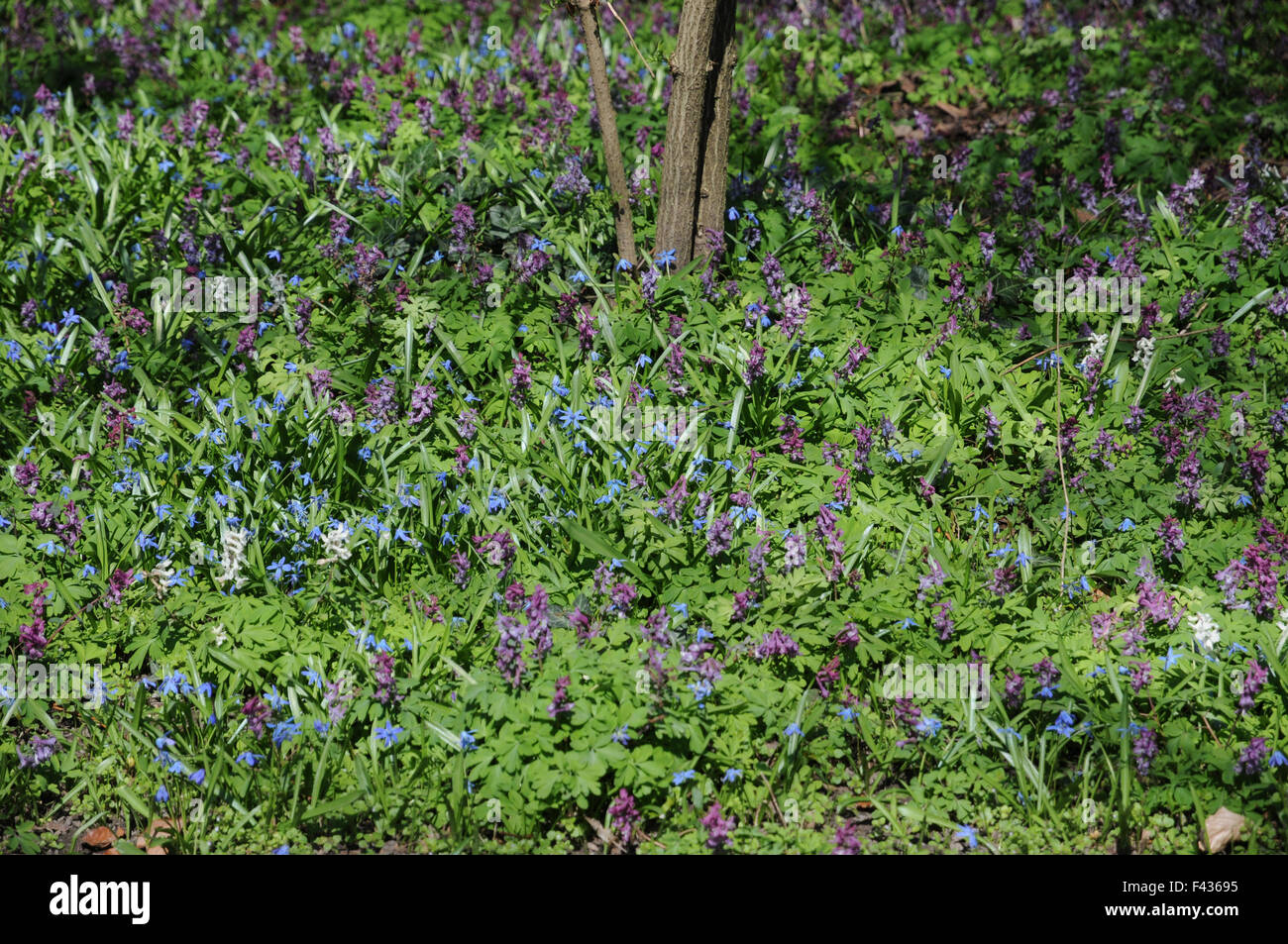 Hollowroots hi-res stock photography and images - Alamy