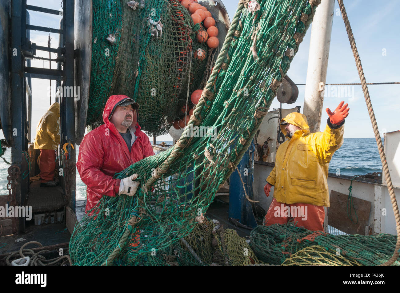 Cleaning fish out of dragger/trawler net. Georges Bank, New England ...