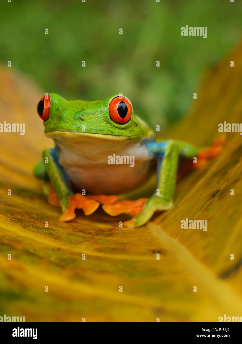 agalychnis callidryas monkey frog Stock Photo - Alamy