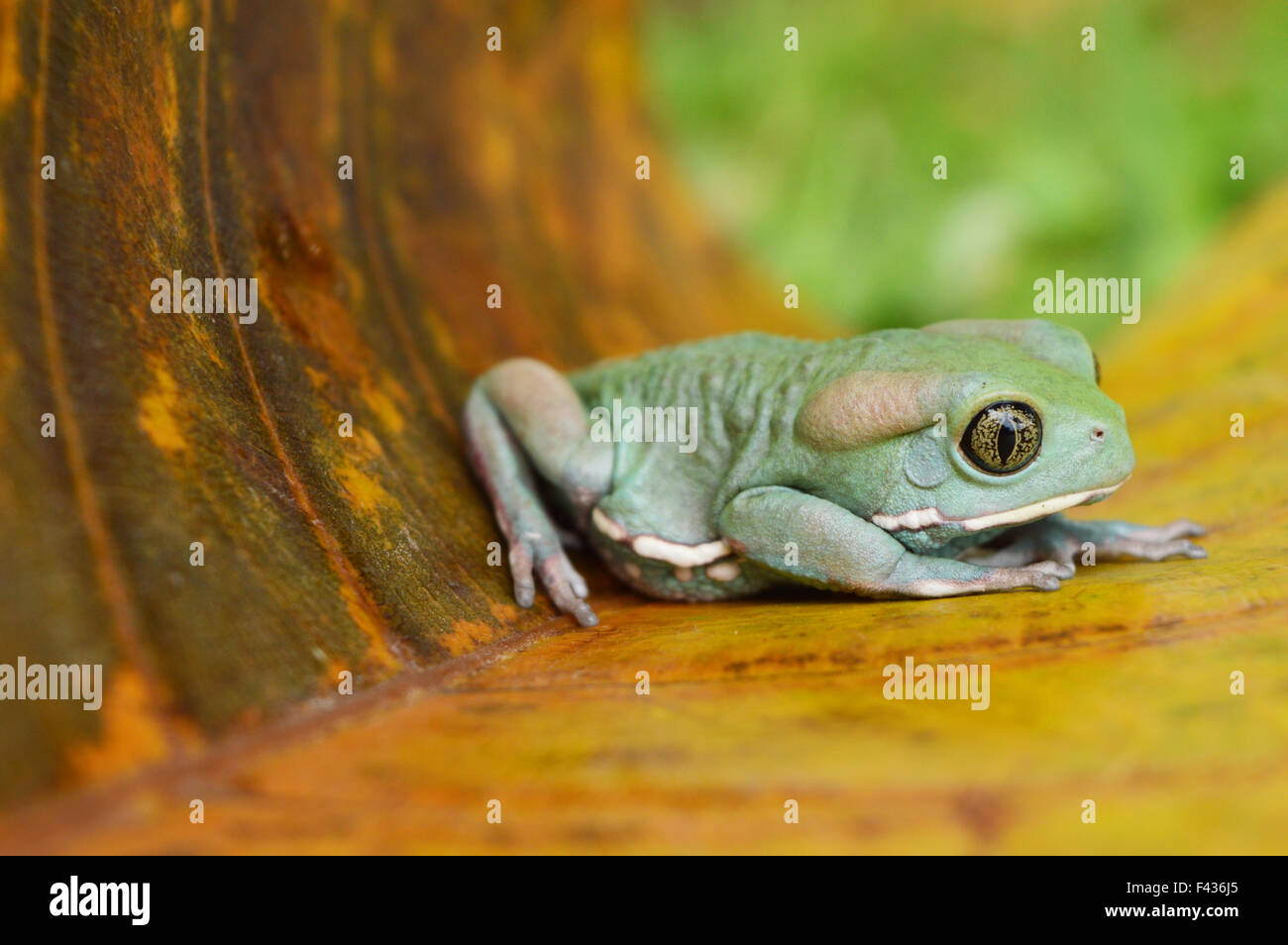 Monkey frog hi-res stock photography and images - Alamy