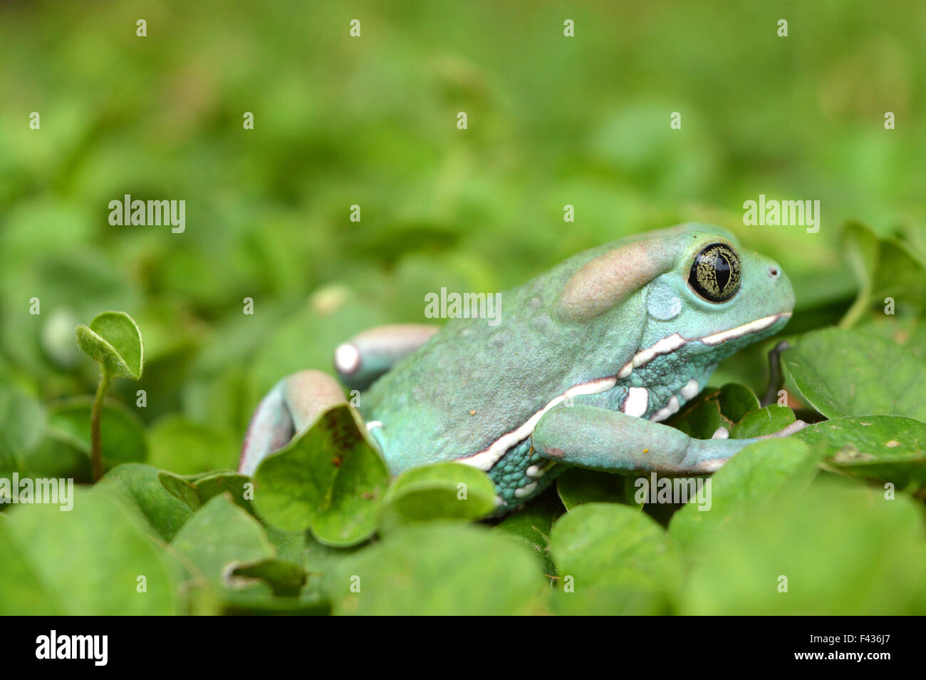 Frosch regenwald hi-res stock photography and images - Alamy