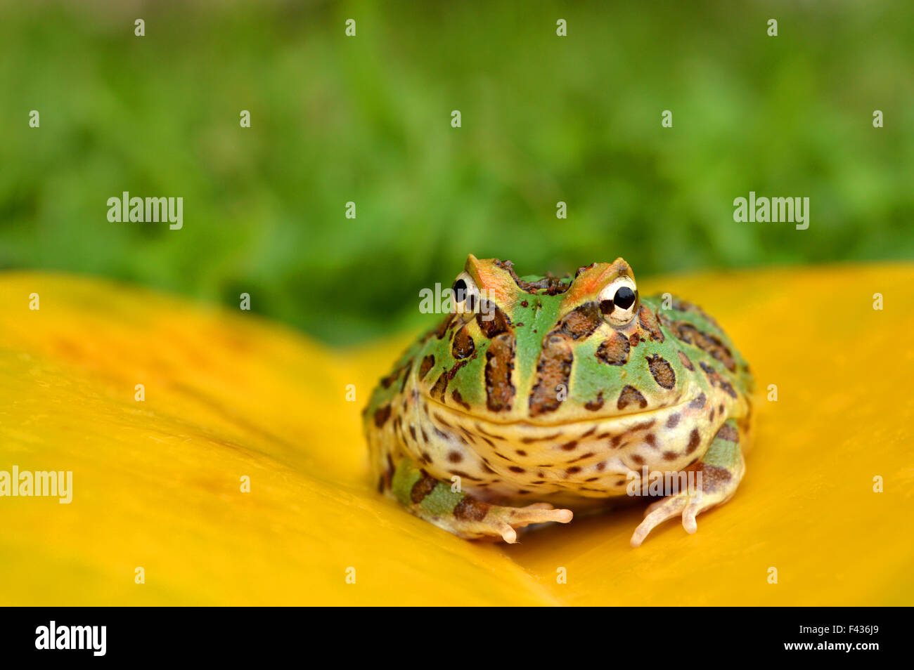 Pac Man Frog High Resolution Stock Photography and Images - Alamy