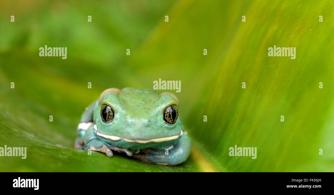 Phyllomedusa hi-res stock photography and images - Alamy
