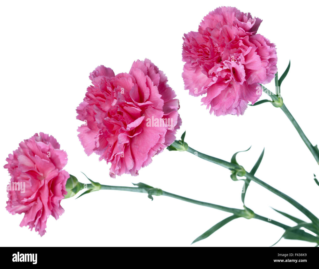three pink carnations Stock Photo - Alamy