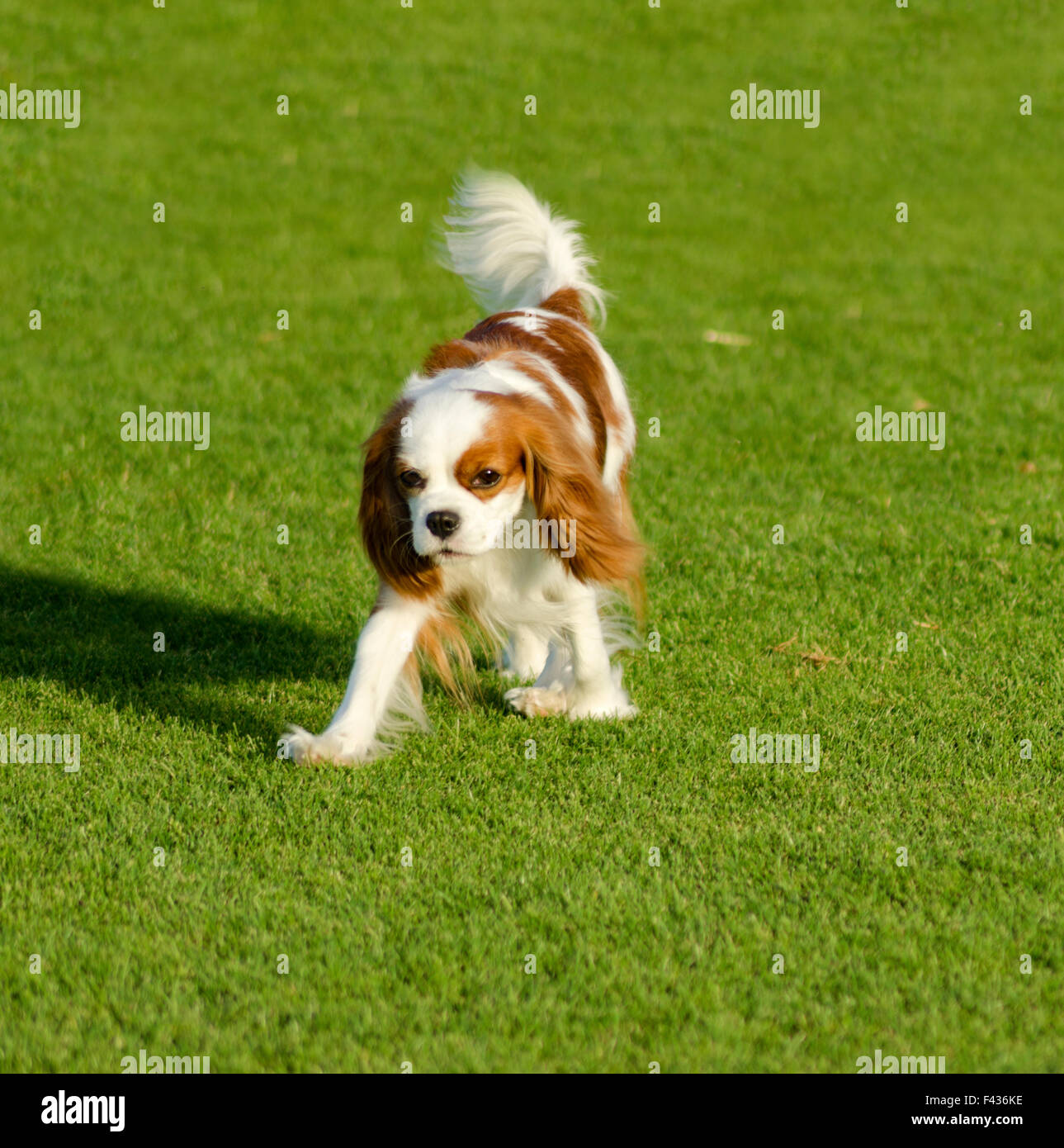 Blenheim cavalier king charles spaniel hi-res stock photography and ...