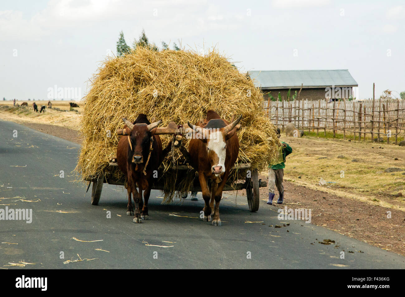 Farming rural ox oxen farming hi-res stock photography and images - Alamy