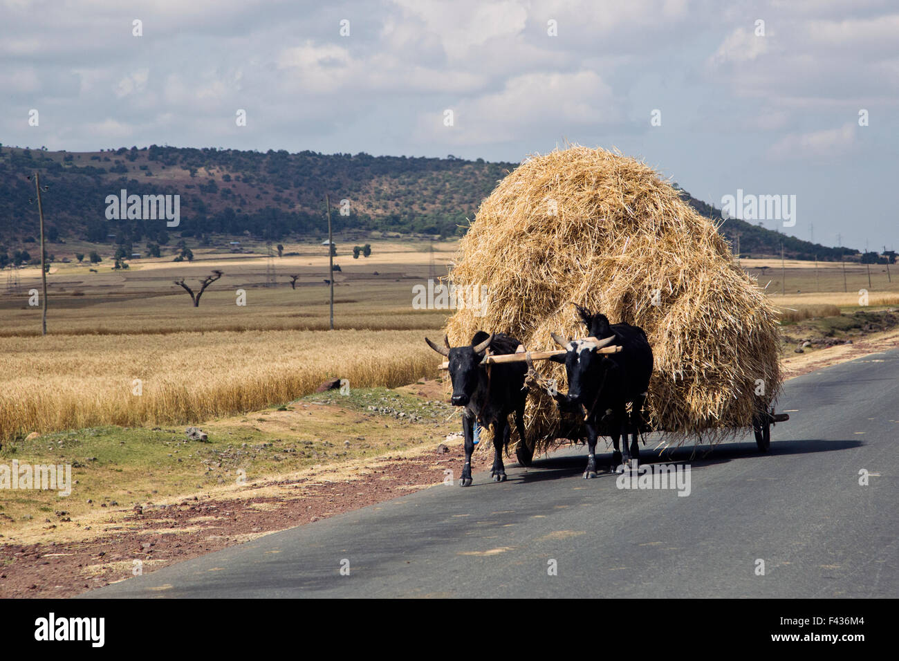 African ox and cart hi-res stock photography and images - Alamy