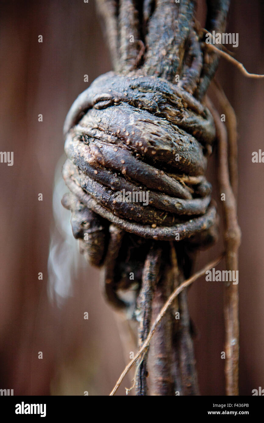 Root knot hi-res stock photography and images - Alamy