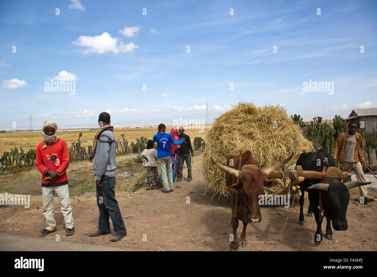 Oxen cart laden with straw. Photographed in Ethiopia, Africa Stock ...