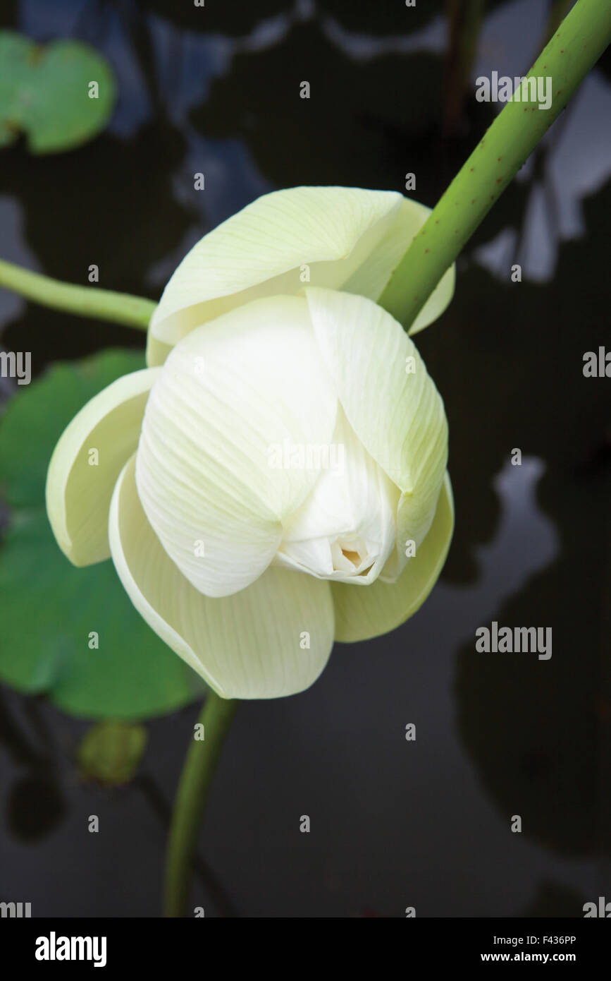 Lotus flower above hi-res stock photography and images - Alamy