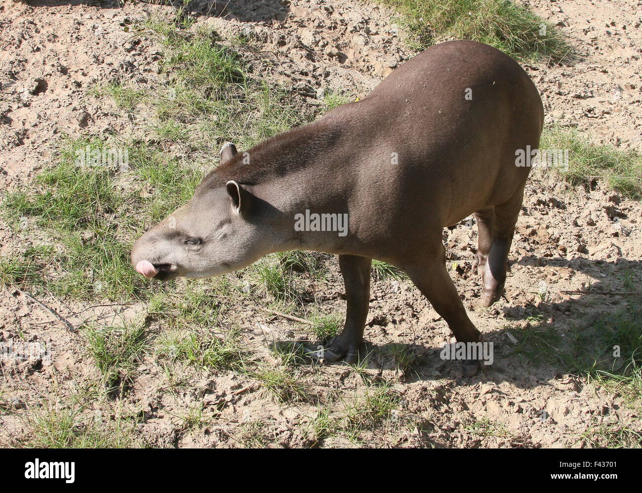 Tapir du bresil hi-res stock photography and images - Alamy