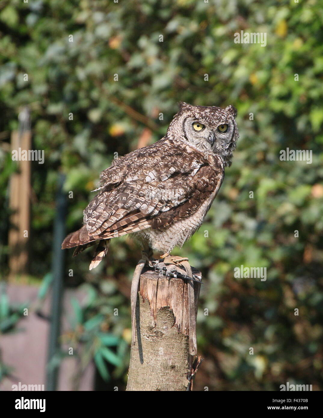African Spotted Eagle-owl (Bubo africanus) during a bird of prey show ...