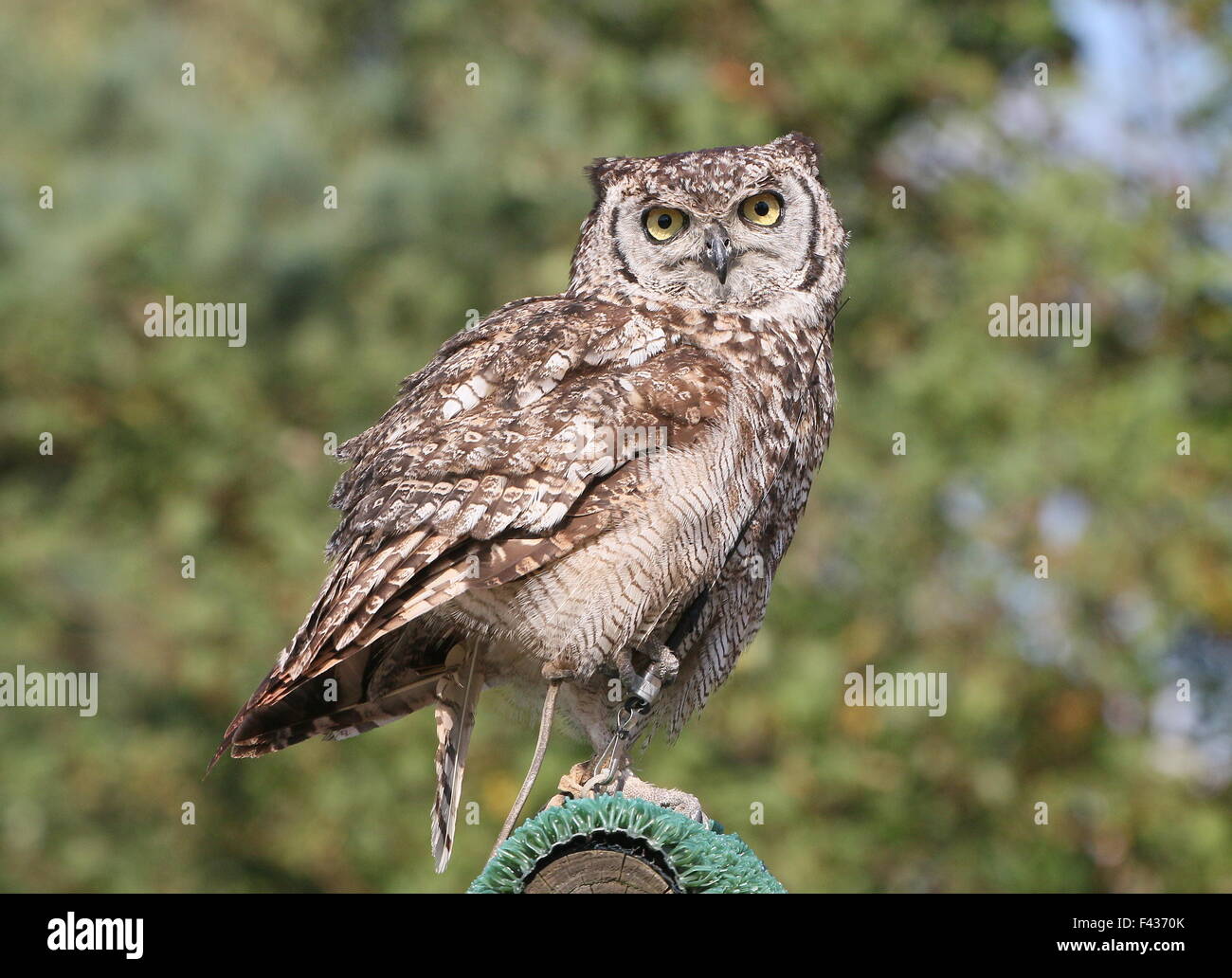 African spotted eagle owls High Resolution Stock Photography and Images ...