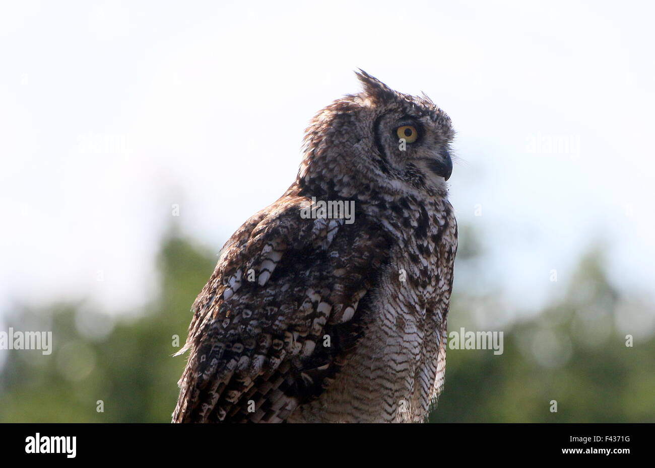 African Spotted Eagle-owl (Bubo africanus), upper body, seen in profile ...