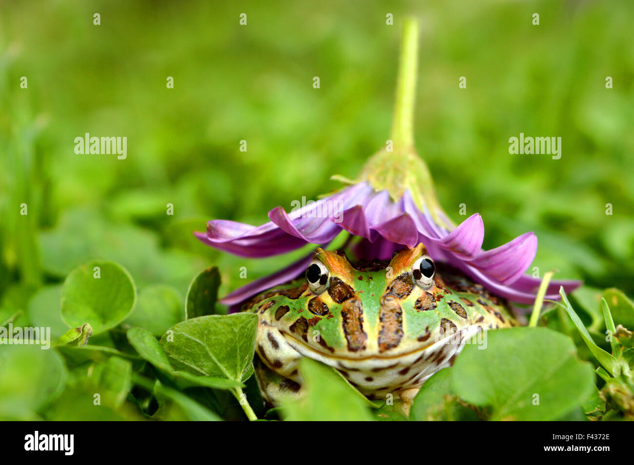 Pac man frog hi-res stock photography and images - Alamy
