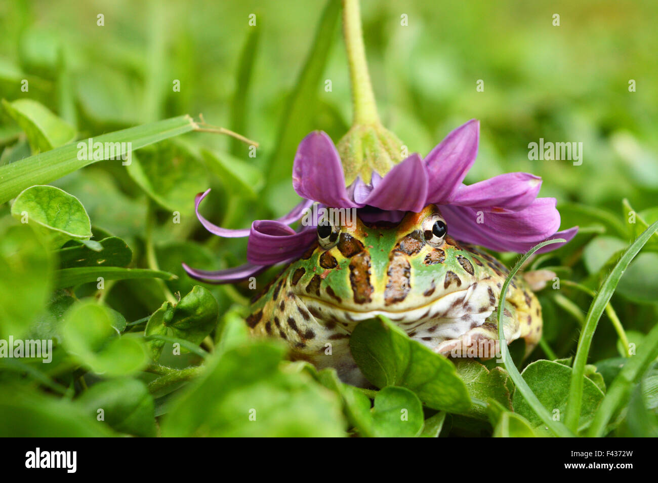 Pac man frog hi-res stock photography and images - Alamy