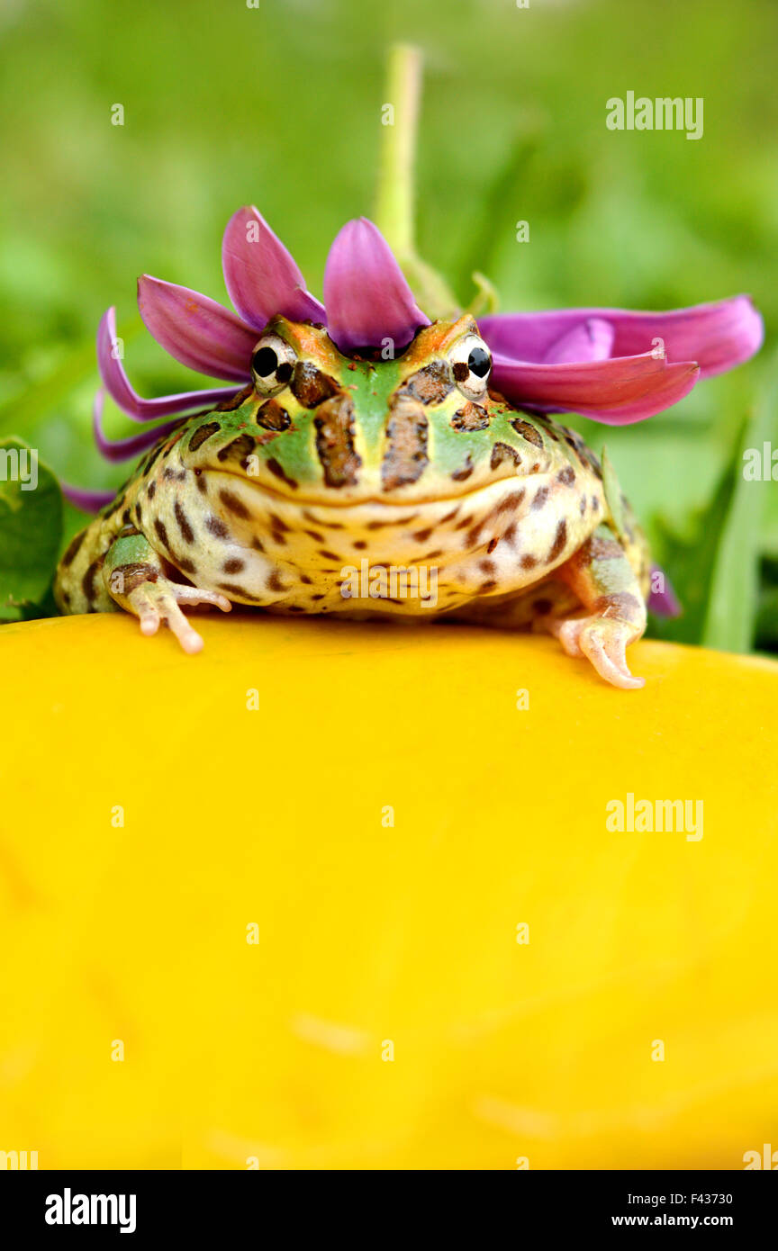 Pac man frog hi-res stock photography and images - Alamy
