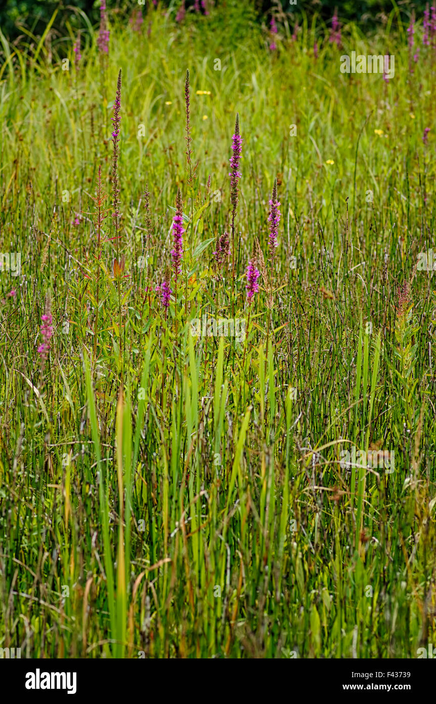 Pink flower in moore Stock Photo - Alamy