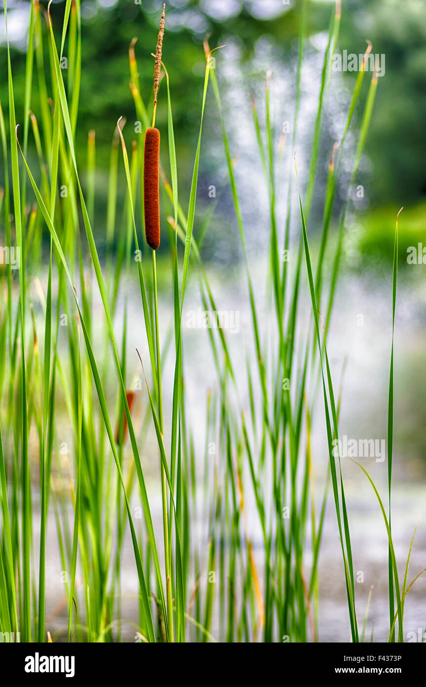 Reed gras hi-res stock photography and images - Alamy