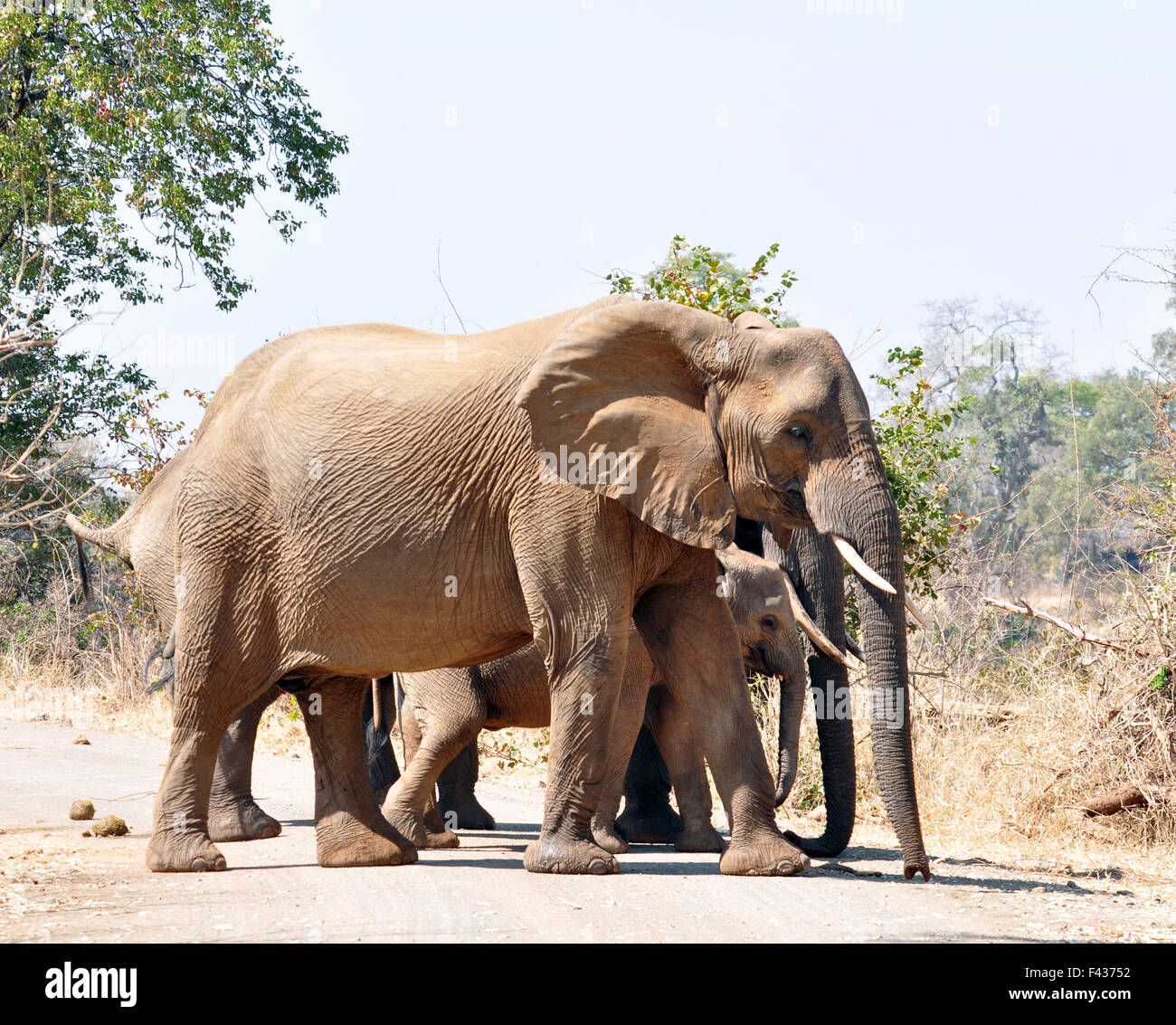African forest elephants hi-res stock photography and images - Alamy
