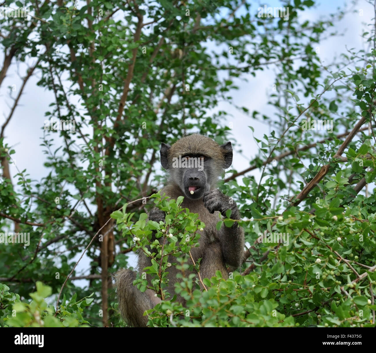 Baboon ears hi-res stock photography and images - Alamy