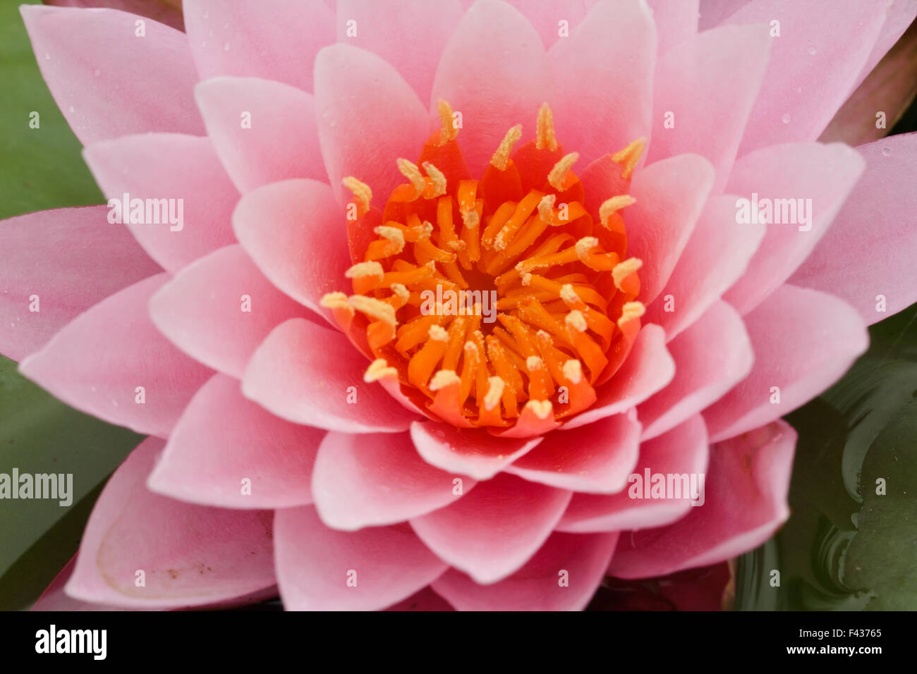 Pink Water Lily Stock Photo - Alamy