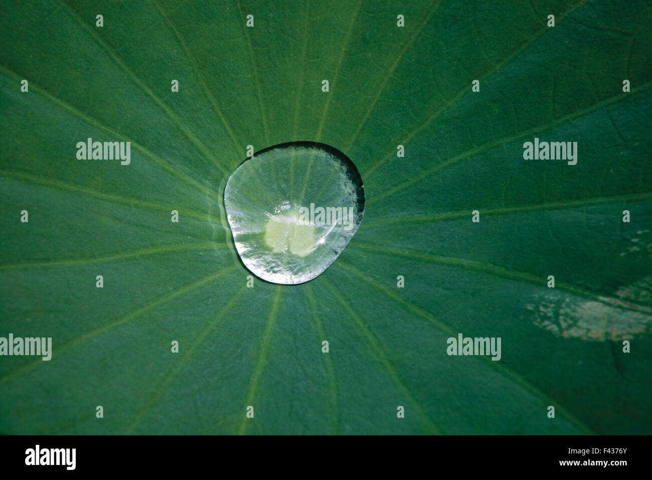 Water drop on lotus leaf Stock Photo - Alamy