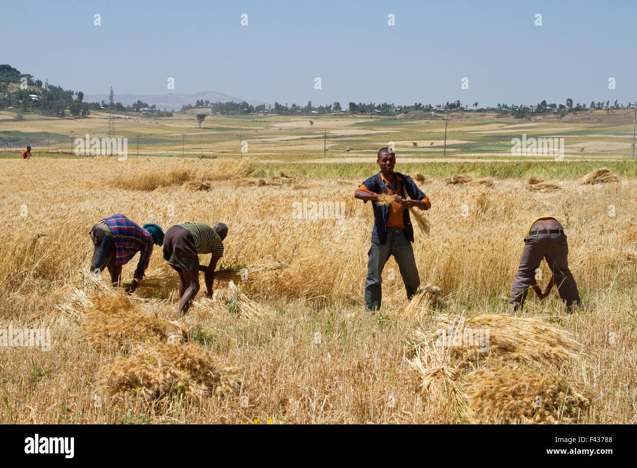 Primitive wheat hi-res stock photography and images - Alamy