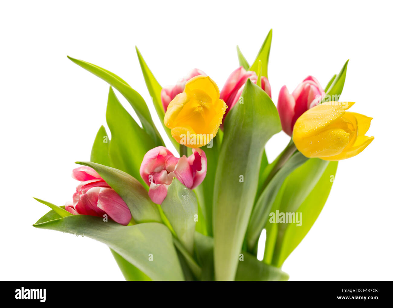 Bouquet of fresh tulips Stock Photo - Alamy