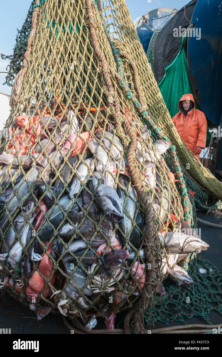 Cod end of fishing trawler net full of redfish, pollock,lobster and ...