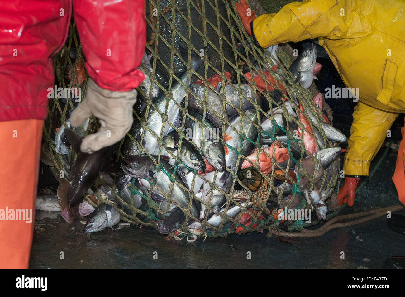 Cod end of fishing trawler net full of redfish, pollock,lobster and ...