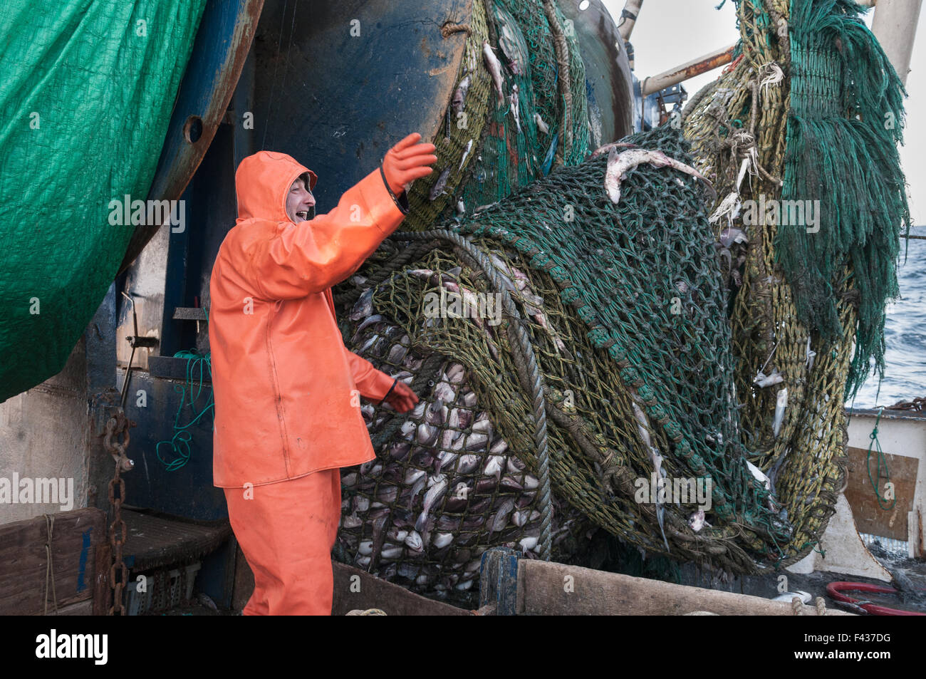 Cod end of fishing trawler net full of haddock. Georges Bank, New ...