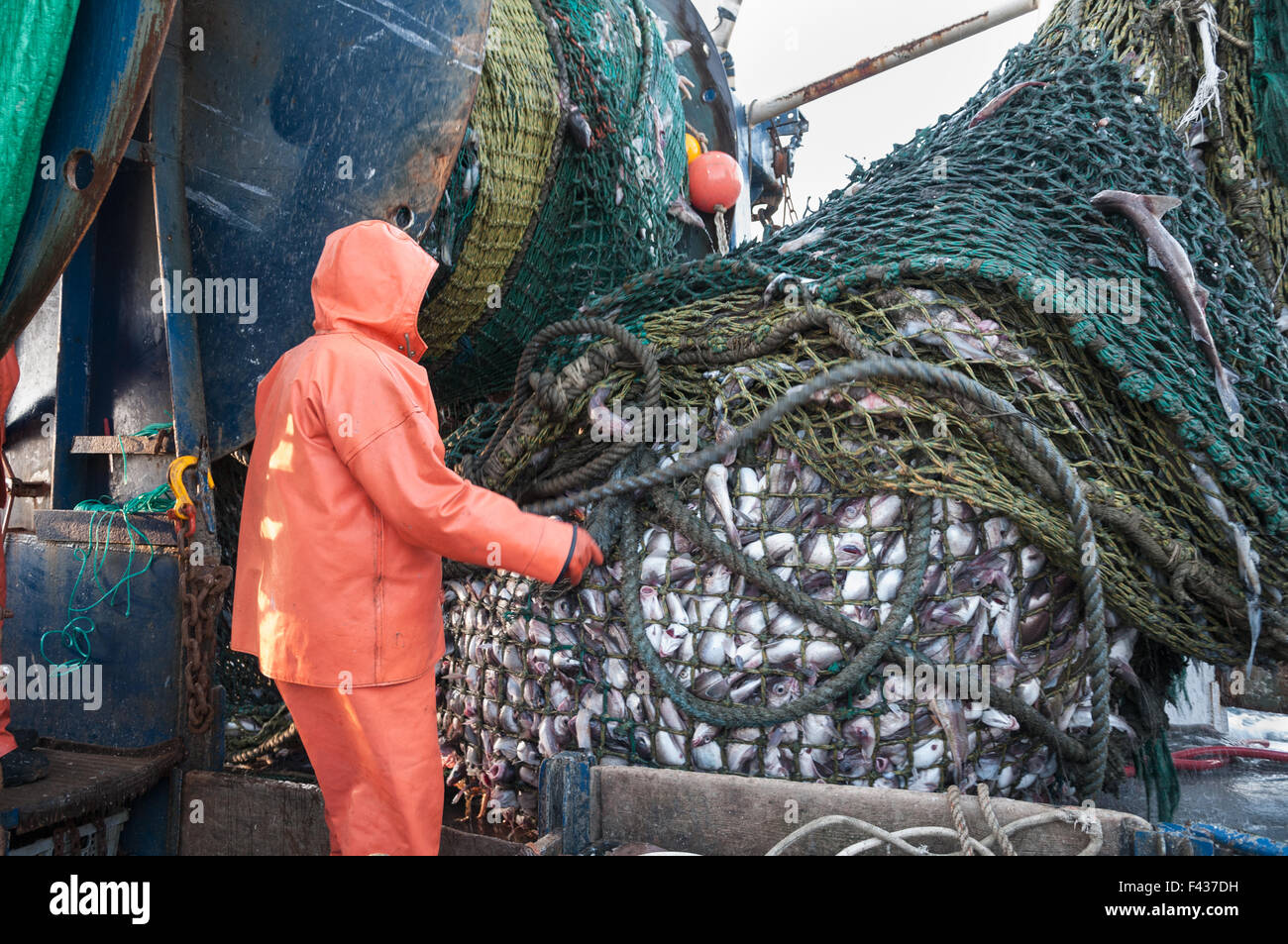 Cod end of fishing trawler net full of haddock. Georges Bank, New ...