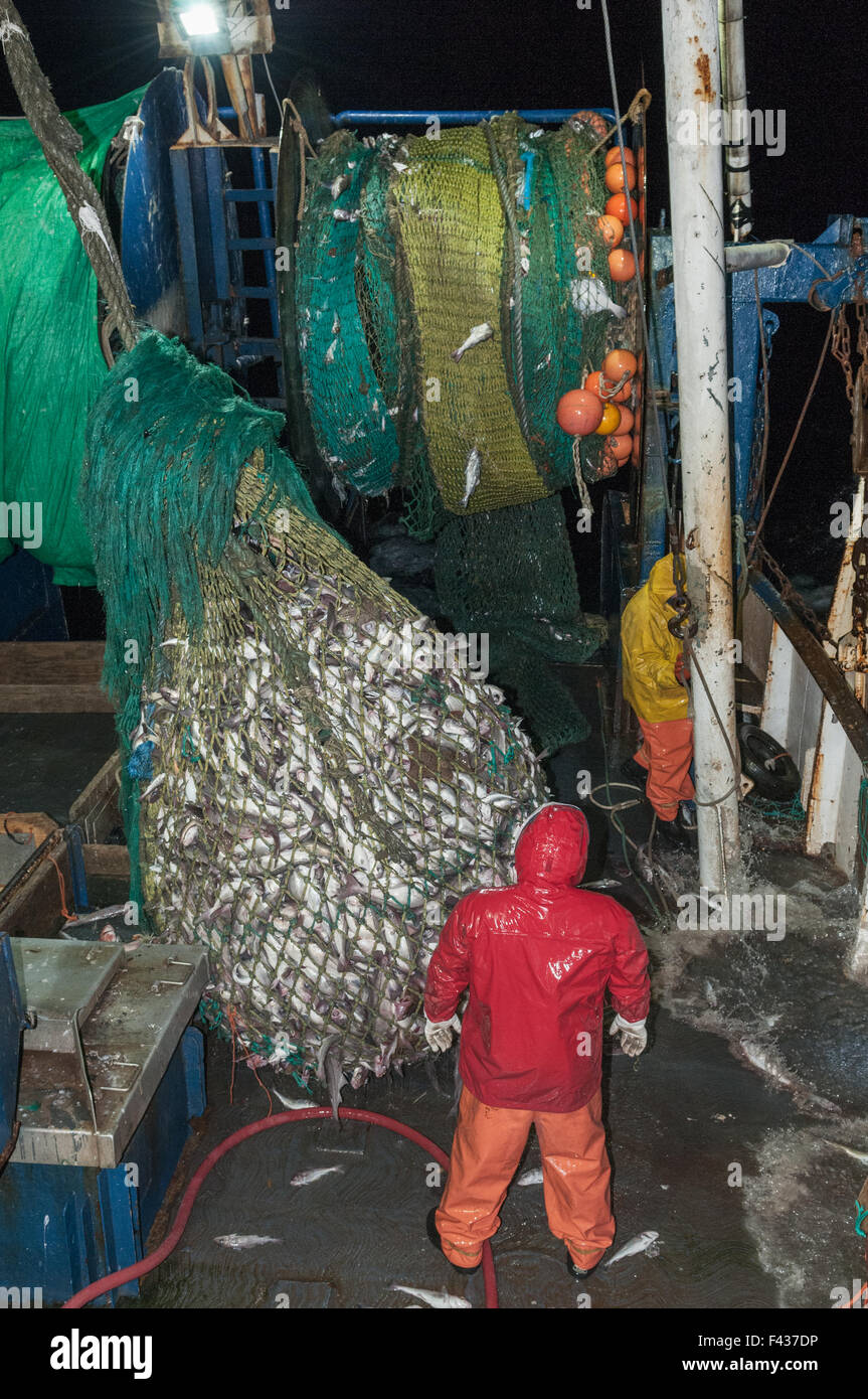 Cod end of fishing trawler net full of haddock. Georges Bank, New ...