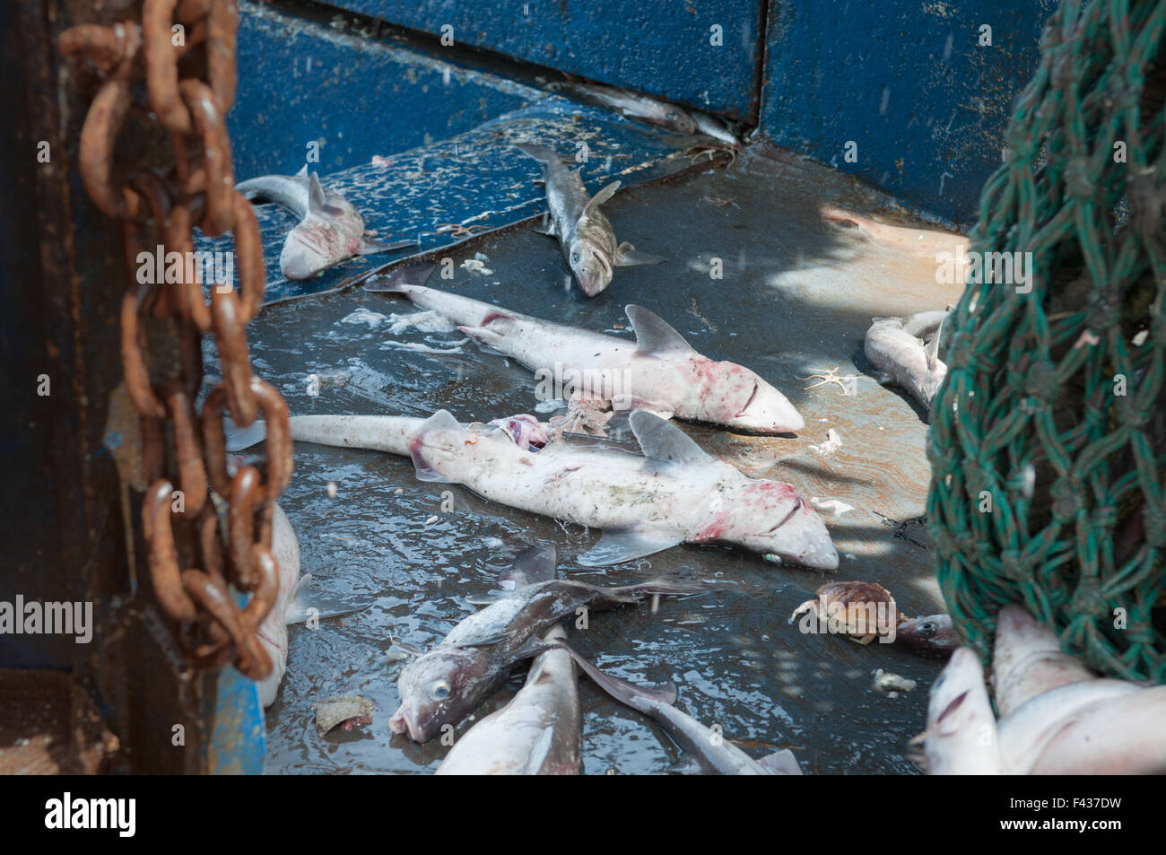 Bottom trawling bycatch shark hi-res stock photography and images - Alamy
