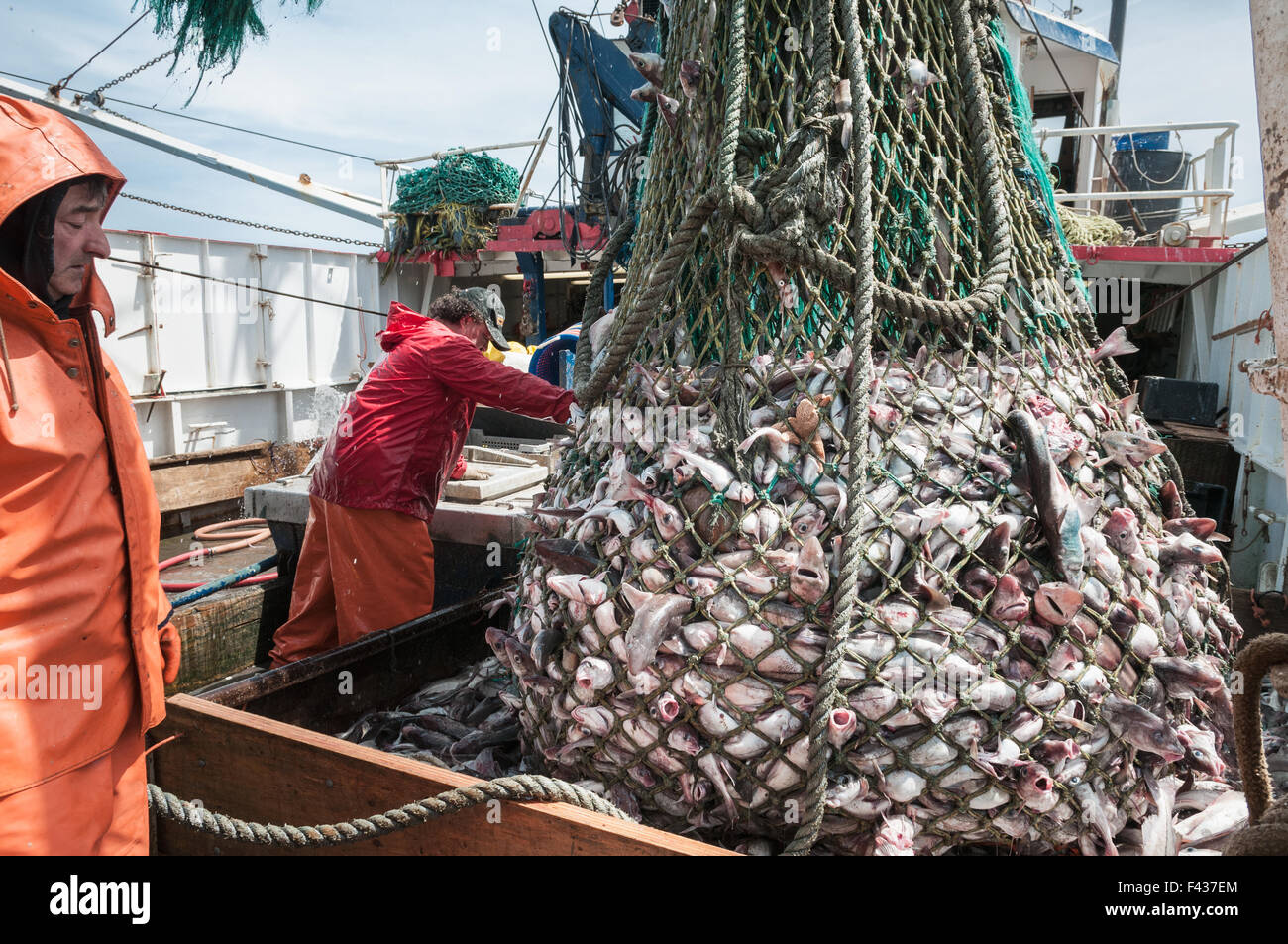 Cod end of fishing trawler net full of haddock. Georges Bank, New ...