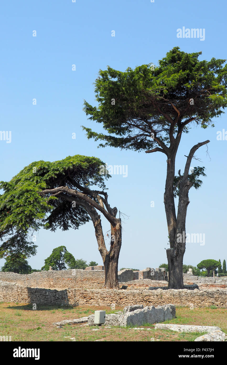 Windswept cypress pines at Paestum Stock Photo - Alamy