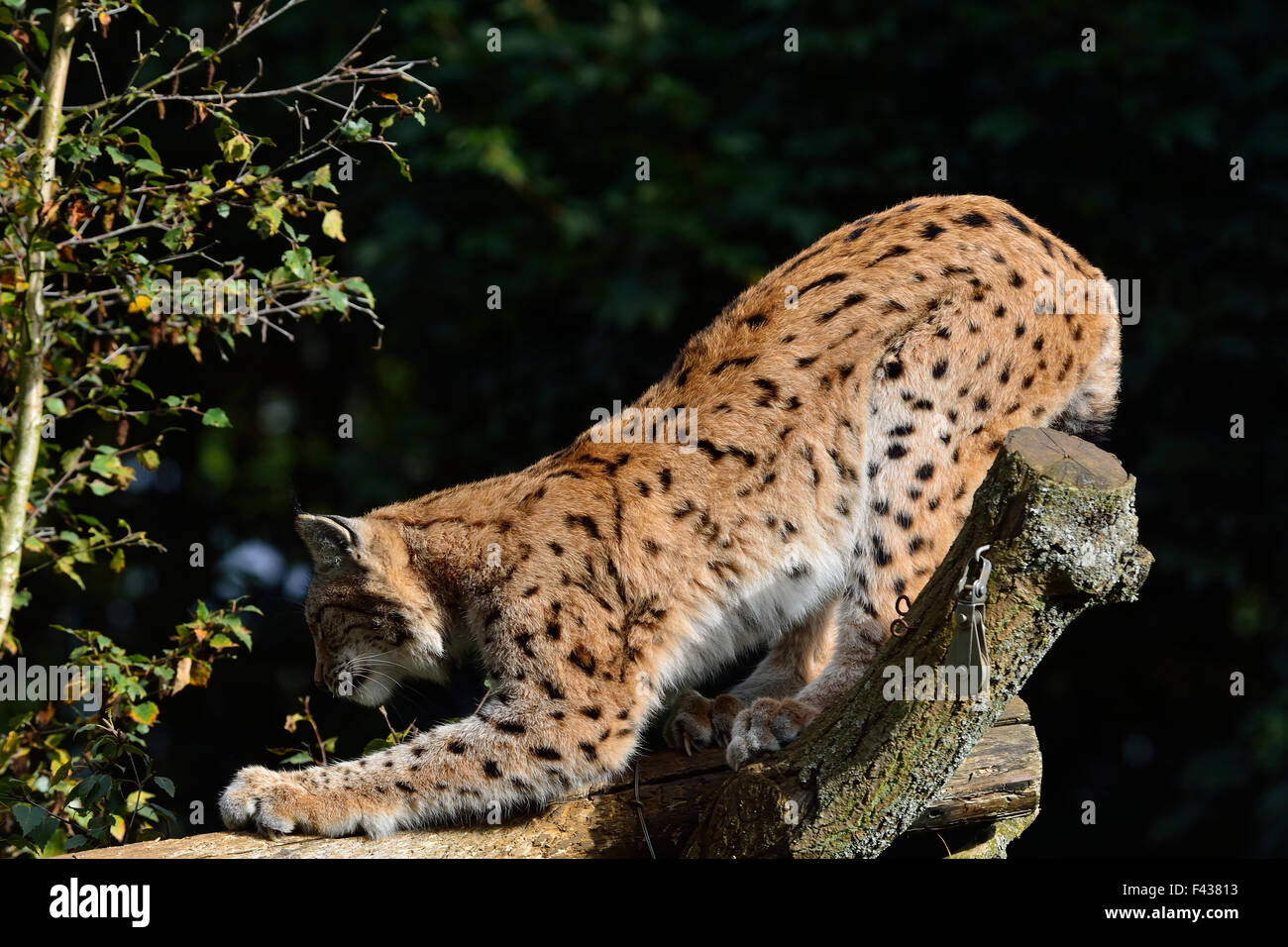 Cat claws scratching hi-res stock photography and images - Alamy