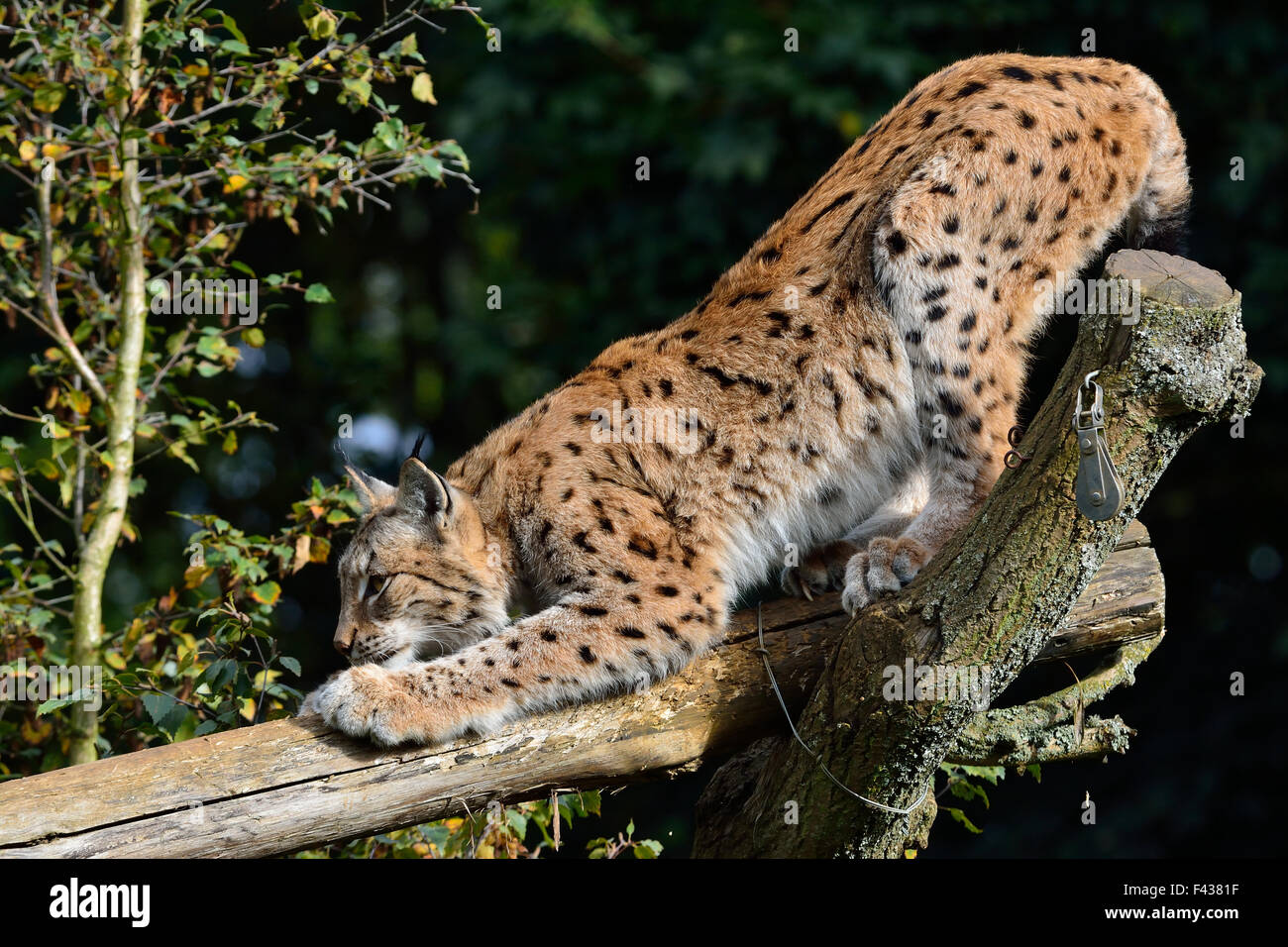 Juvenile European Lynx scratching wooden post Stock Photo - Alamy