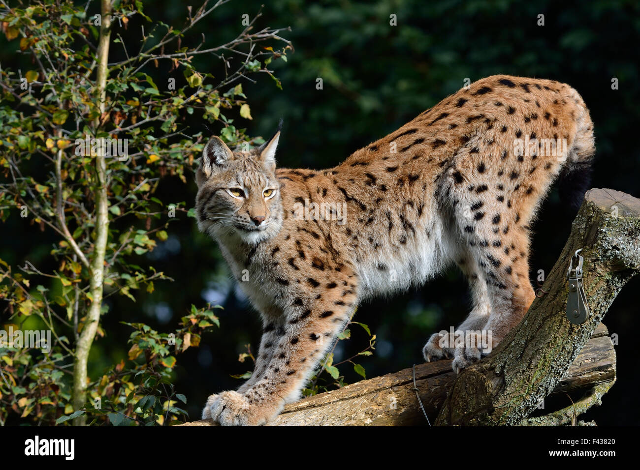 Lynx conservation hi-res stock photography and images - Alamy