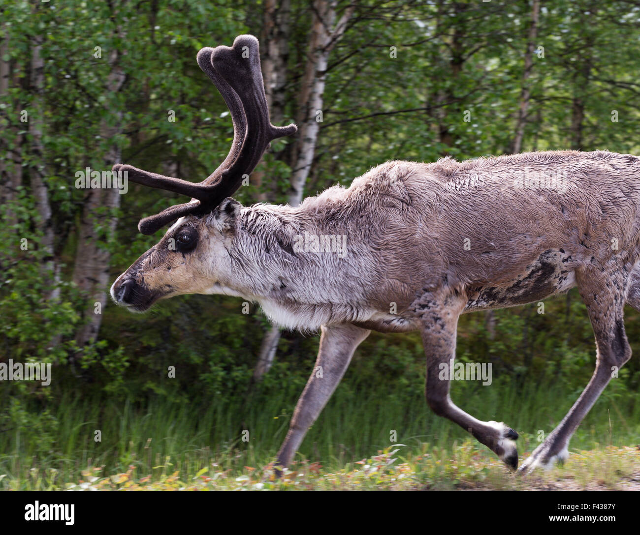 Deer locations hi-res stock photography and images - Alamy