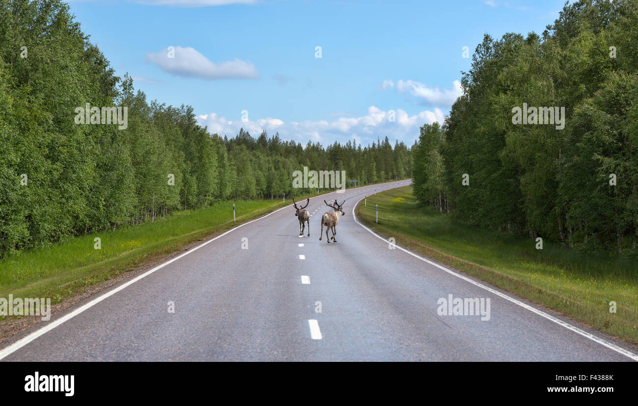 Two animals run hi-res stock photography and images - Alamy