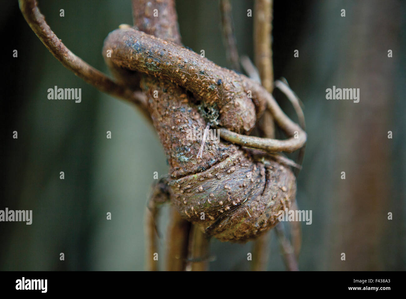 Root knot hi-res stock photography and images - Alamy