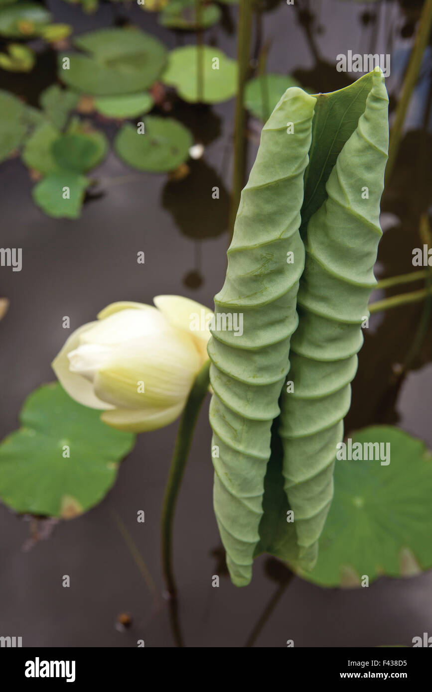 Image of lotus with leaves hi-res stock photography and images - Alamy