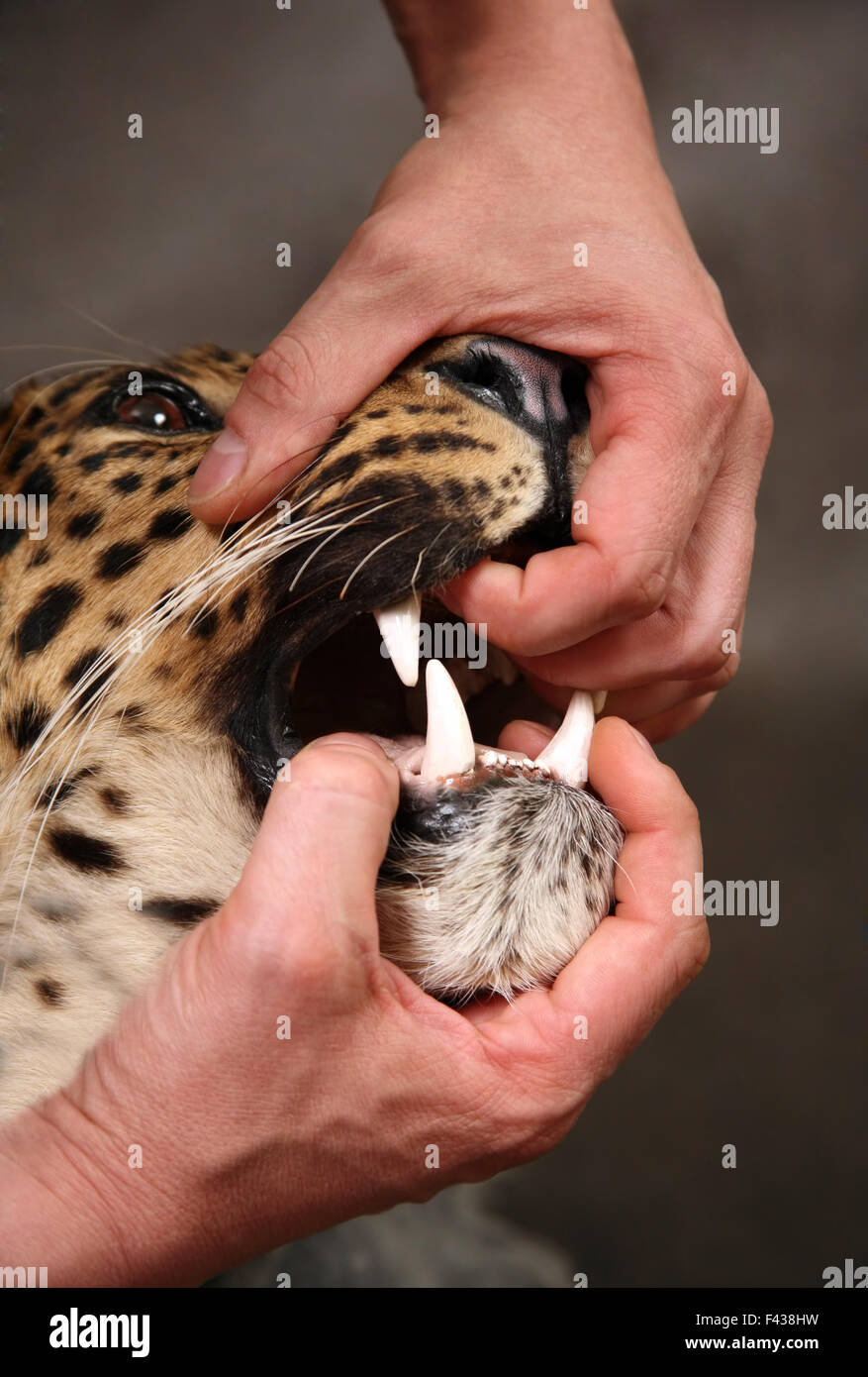 Leopard sharp teeth hi-res stock photography and images - Alamy