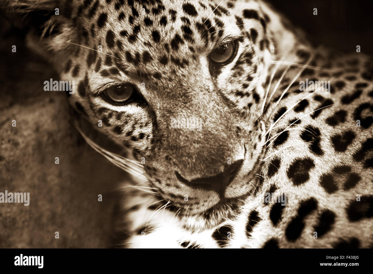 Leopard stare hi-res stock photography and images - Alamy