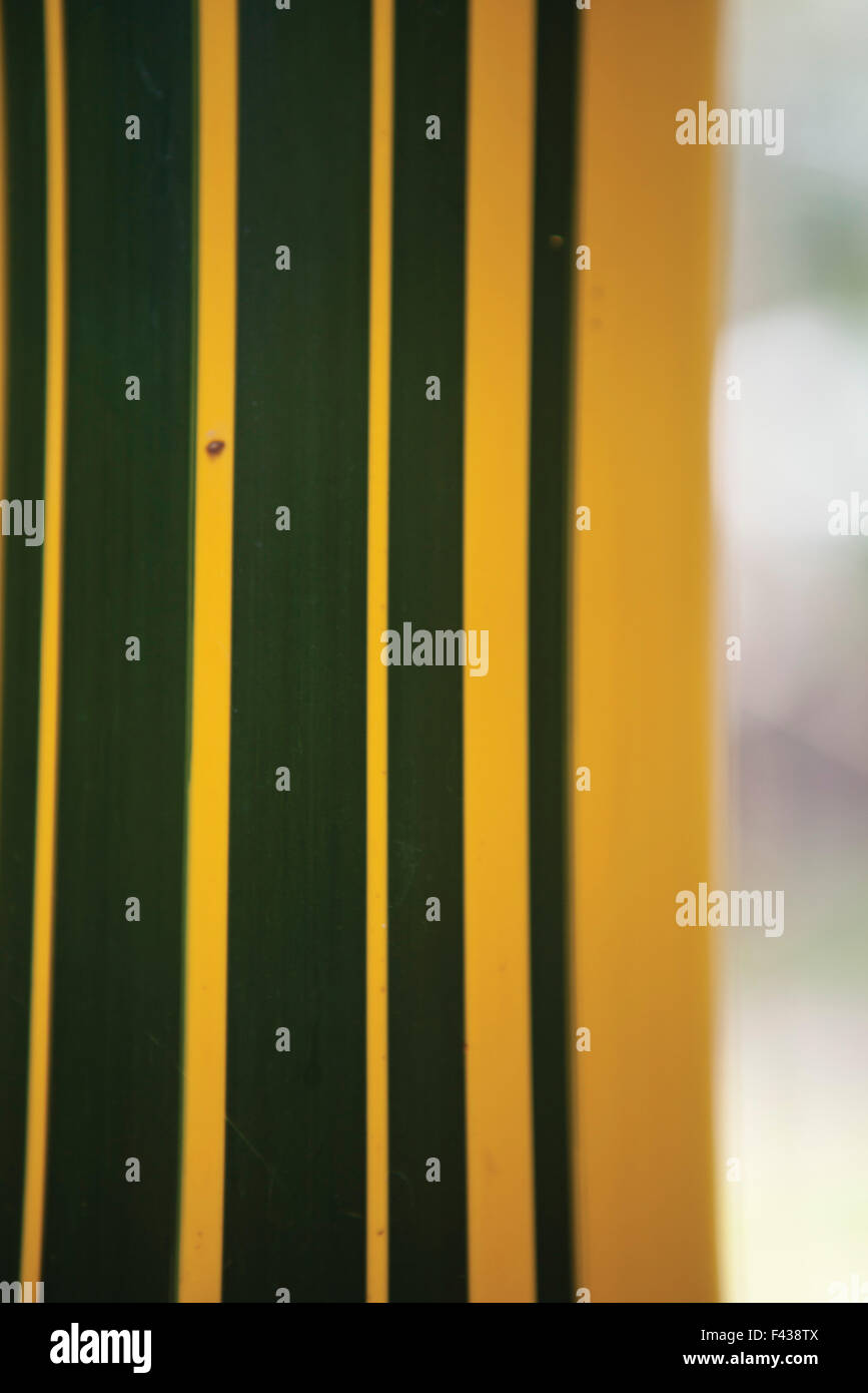 Green and yellow striped bamboo hi-res stock photography and images - Alamy
