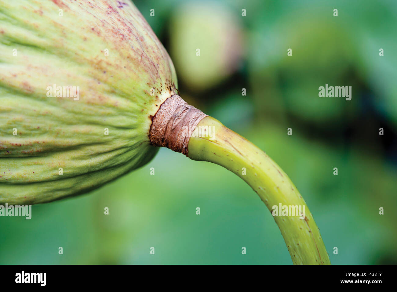 Lotus pod hi-res stock photography and images - Alamy